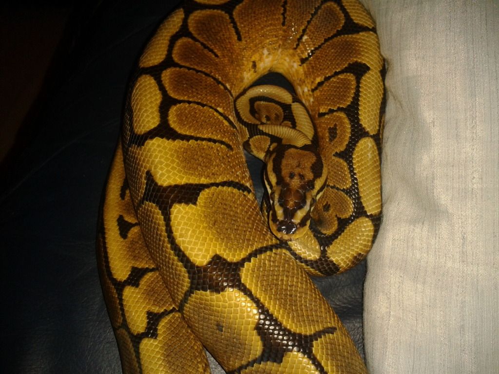 The royal python thread!! | Page 4 | Reptile Forums